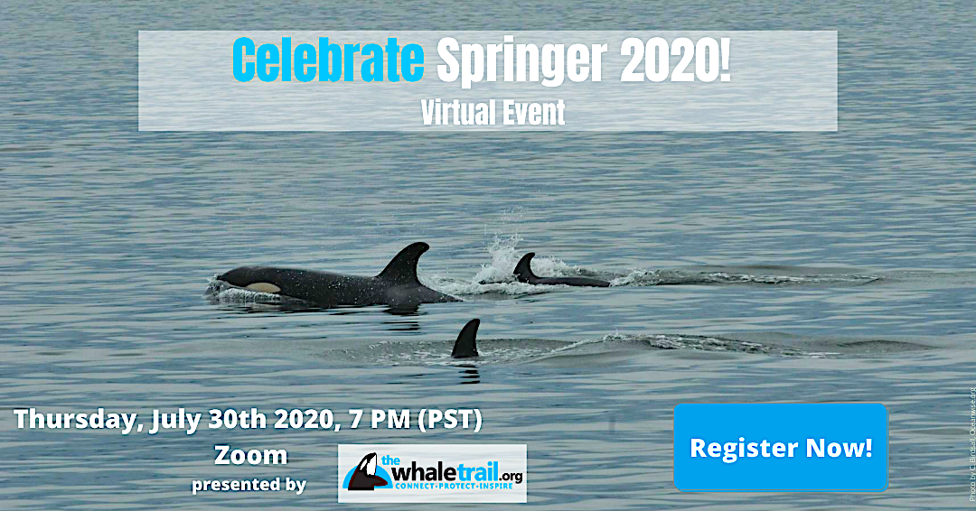 Get to know more about Springer the Orca in a virtual meeting July 30 ...